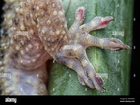 Image result for Lizard In-House