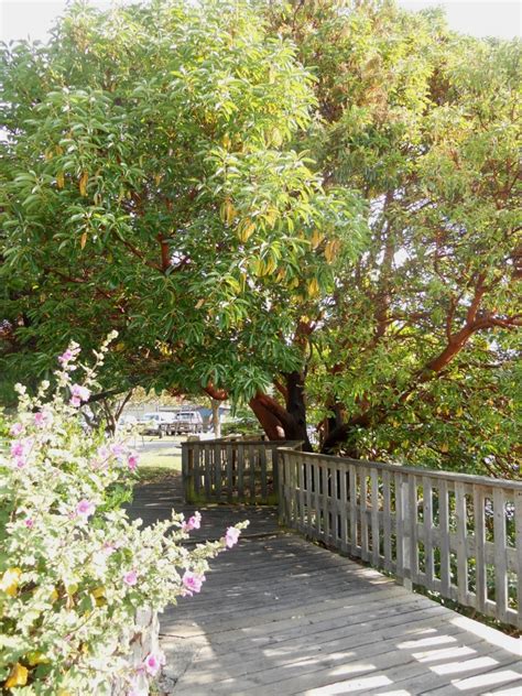 Image result for Fever Tree Salt Spring Island