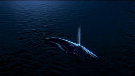 Image result for Finding Nemo Documentary Making Nemo