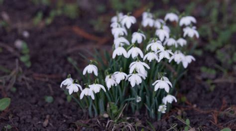 Image result for Snowdrop Varieties