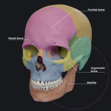 Image result for Excursion Anatomy