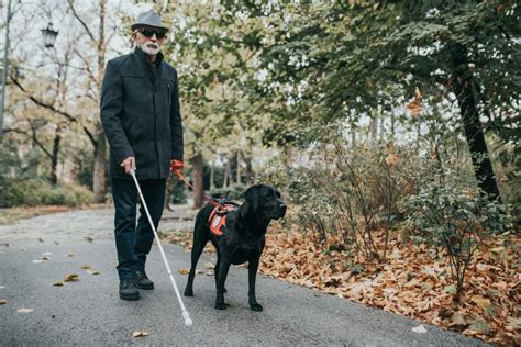 Image result for Allsup Function Report Adult