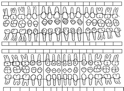 Image result for Paper Perio Chart