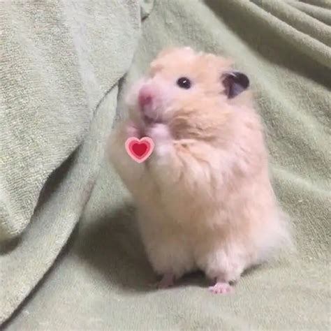 Image result for Tha Tim