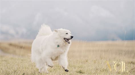 Image result for AVImark Features