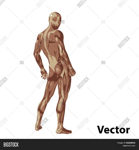 Image result for 3D Human Vector On a Computer