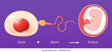 Image result for Human Fertilization Explained
