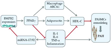 Image result for Bone Formation Signaling Pathway