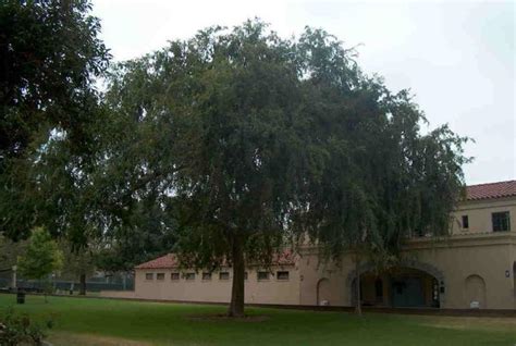 Image result for Fast Growing Shade Trees