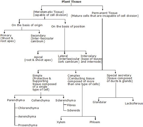 Image result for Class 9 Science Chapter Tissue