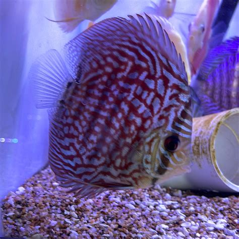 Image result for Discus vs Angelfish