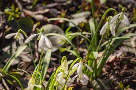 Image result for Snowdrop Early Spring Flowers