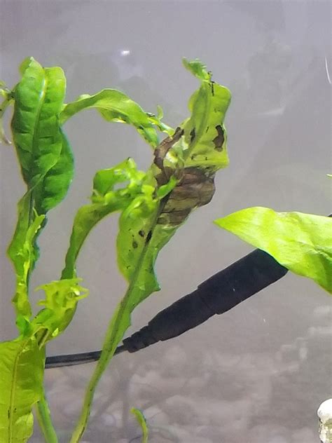 Image result for Java Fern Dying