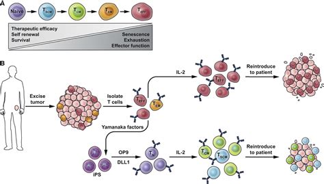 Image result for T-cell Reprogramming