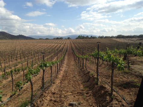 Image result for Vine Success Graph