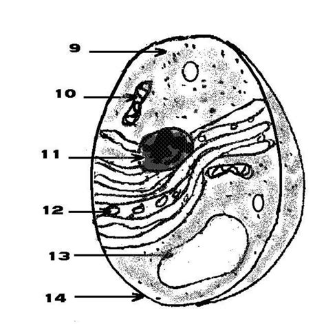Animal Cell Diagram | Quizlet