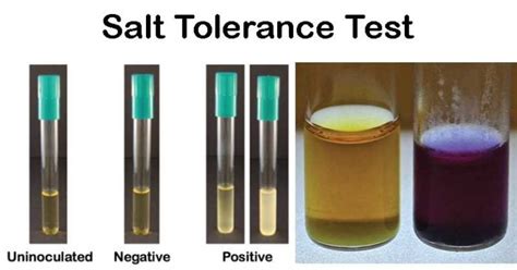 Image result for Salt Test
