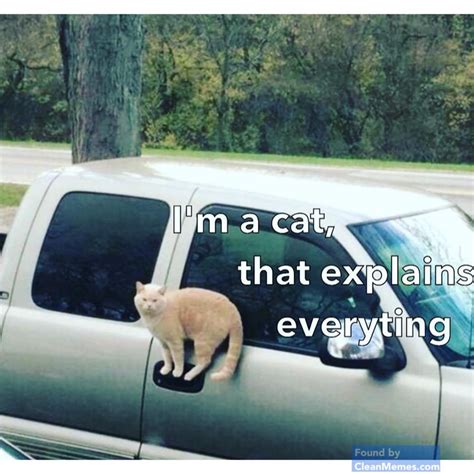 Image result for Random Cat Memes Clean