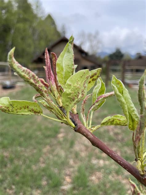 Image result for Pear Tree Leaf Rust