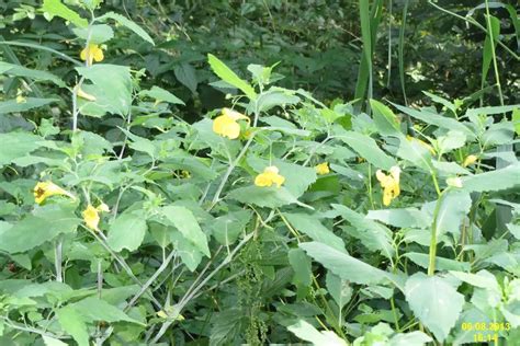 Image result for Slow Motion Exploding Seeds