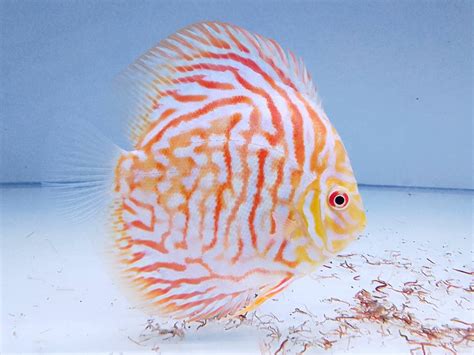 Image result for Red Tiger Discus