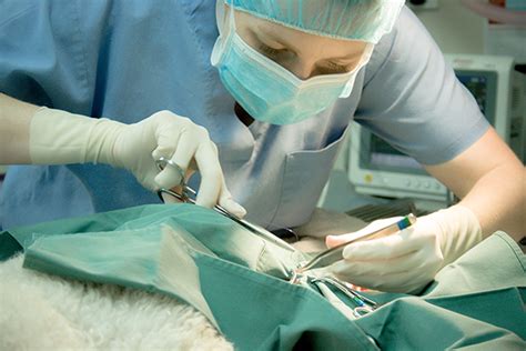 Image result for Veterinary surgery Surgery Types