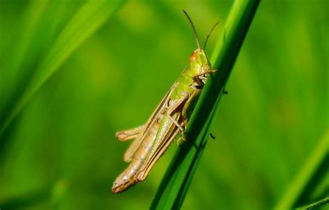 Image result for Cricket Insect Greenscreen