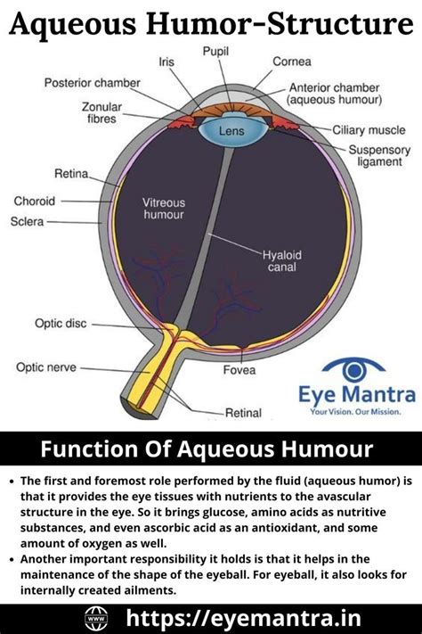 Image result for Aqueous Humor Eye Function