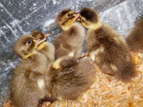 Image result for Brooding Ducks