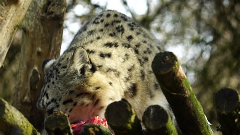 Image result for Snow Leopard Eating