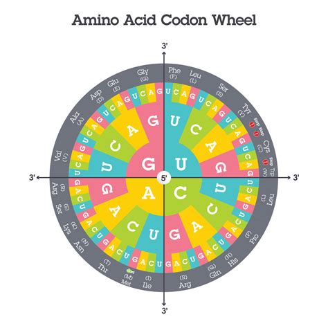 Image result for Amino Acid Codon Chart Tutorial