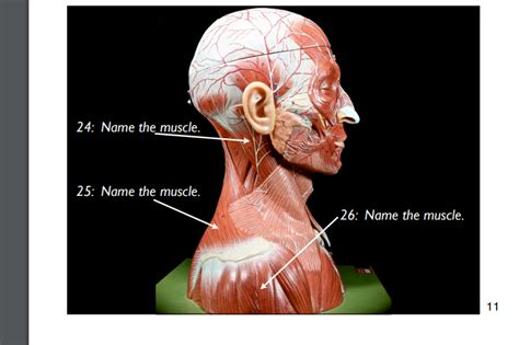 Image result for How to Build Neck Muscles Chart