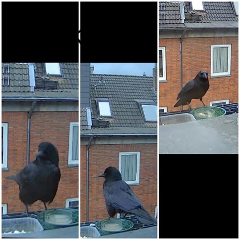 Image result for Different Crows