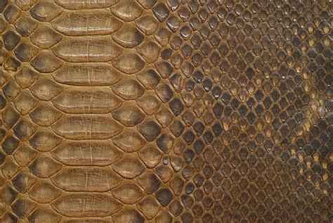 Image result for Reticulated Python Skin