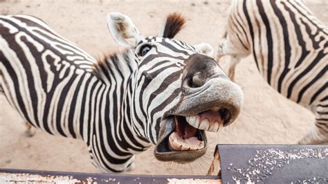 Zebra Teeth Images – Browse 1,772 Stock Photos, Vectors, and Video ...