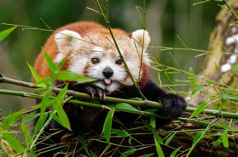 Image result for Red Panda Names