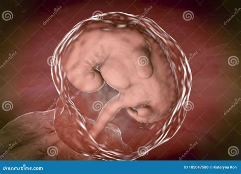 Image result for 4 Week Embryo