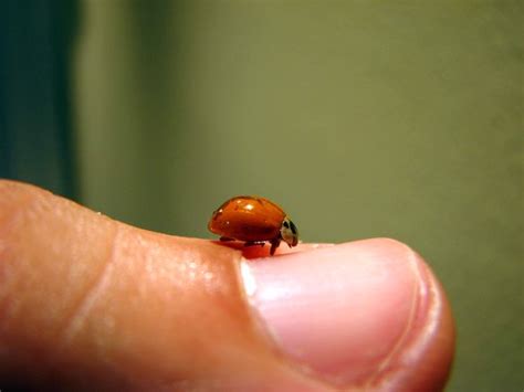 Image result for Lady Bug Insects