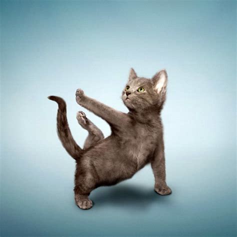 Image result for Back Cat Yoga