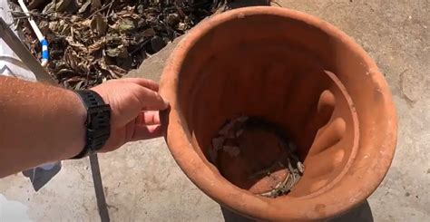 Image result for Easy Homemade Lizard Traps