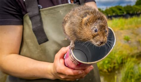 Image result for Dunscroft Unity Project