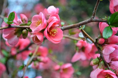 Image result for Springing Spring