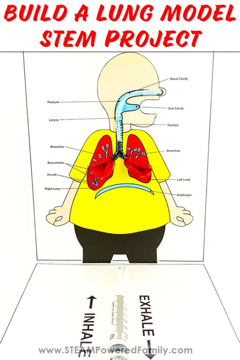 Image result for Lung Model Science Project