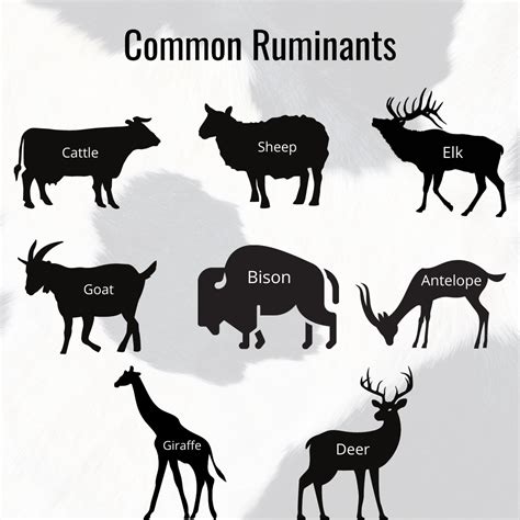 Image result for Ruminant Animals Digestive System