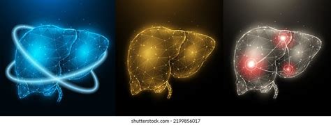 Image result for Human Liver Function