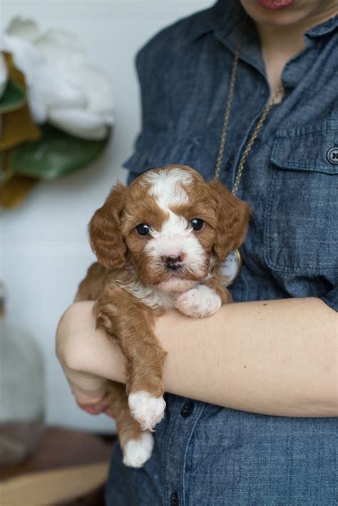 Image result for Cavapoochon Puppy