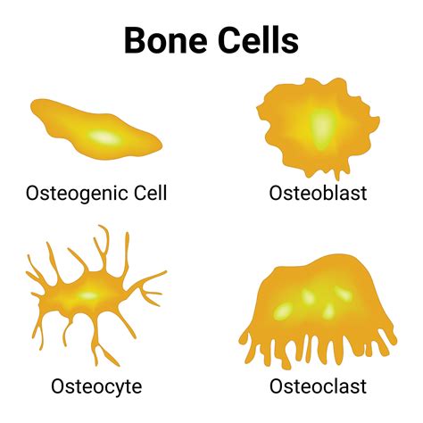 Image result for Bone Cells Function