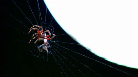 Image result for Time-Lapse Spider Making Web