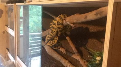 Image result for Large Carpet Python Food