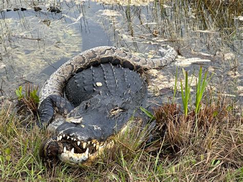 Image result for Python Snake Eating Alligator